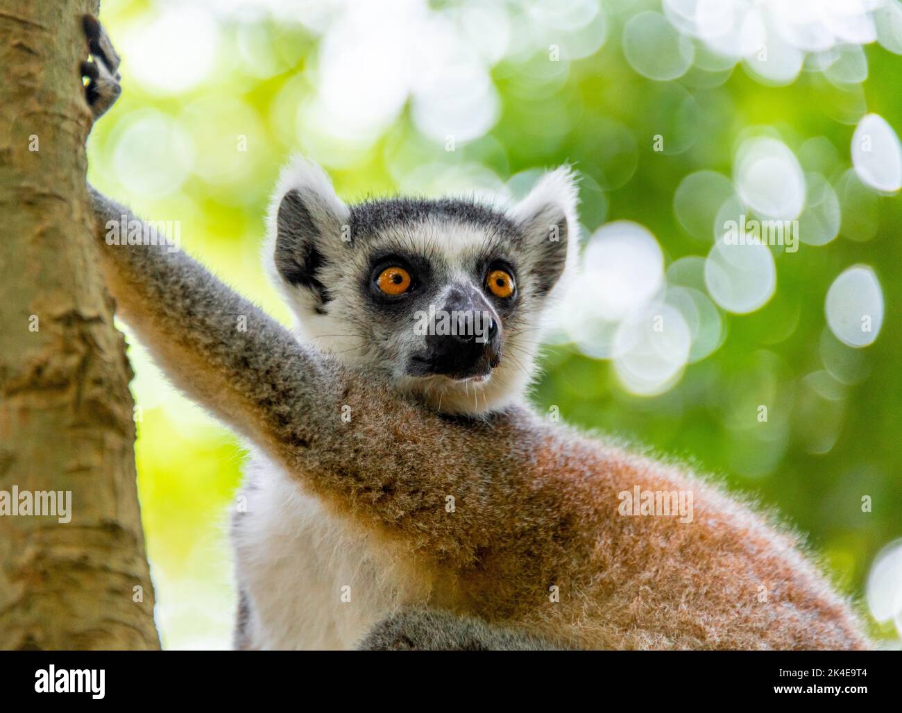 The clever ring -tailed fox monkey in the wild zoo Stock Photo - Alamy