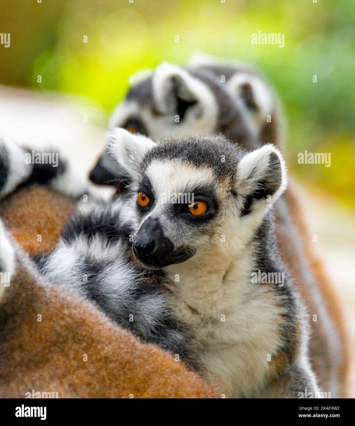 The clever ring -tailed fox monkey in the wild zoo Stock Photo - Alamy