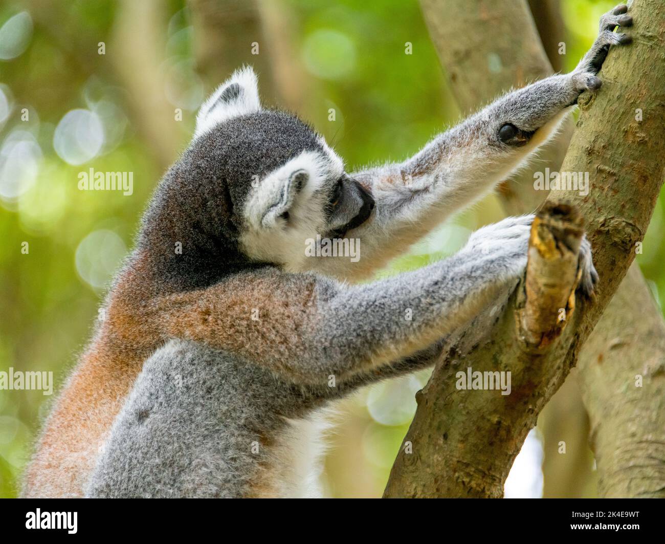 The clever ring -tailed fox monkey in the wild zoo Stock Photo - Alamy