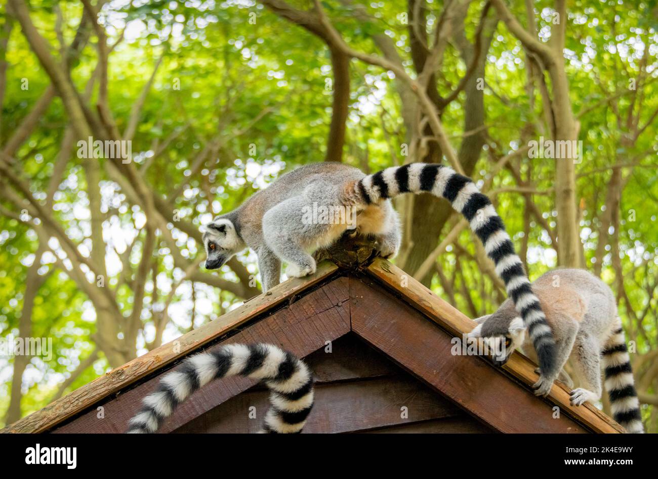 The clever ring -tailed fox monkey in the wild zoo Stock Photo - Alamy
