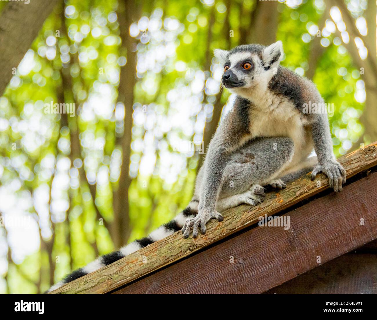 The clever ring -tailed fox monkey in the wild zoo Stock Photo - Alamy