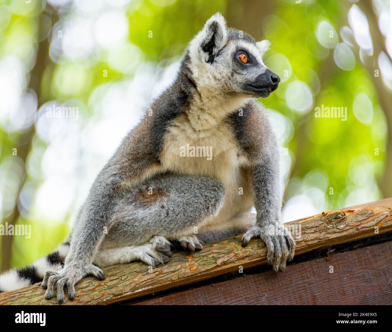The clever ring -tailed fox monkey in the wild zoo Stock Photo - Alamy