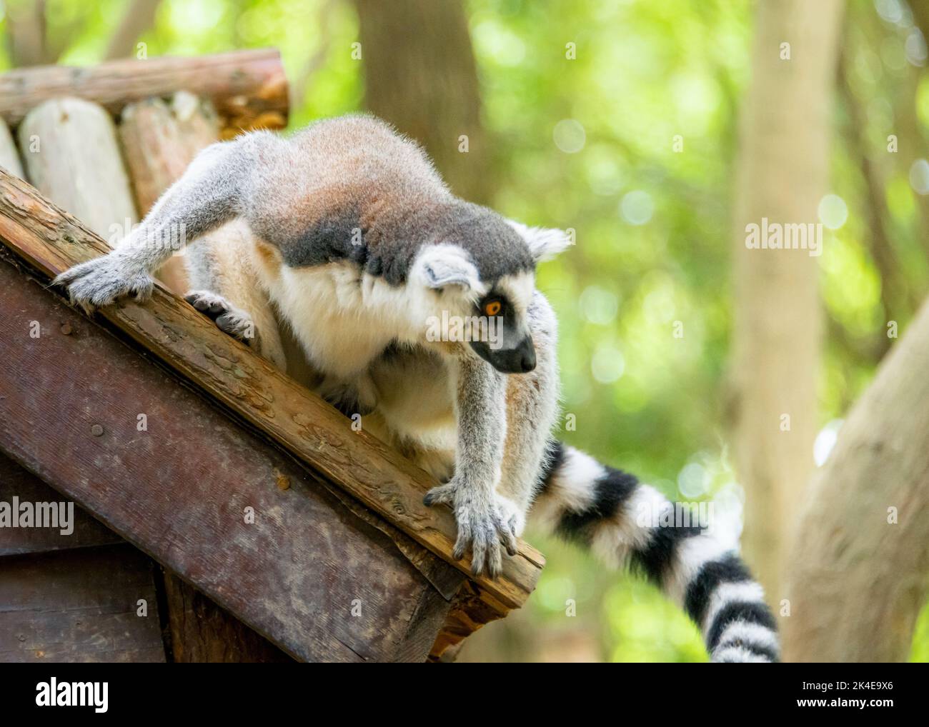 The clever ring -tailed fox monkey in the wild zoo Stock Photo - Alamy