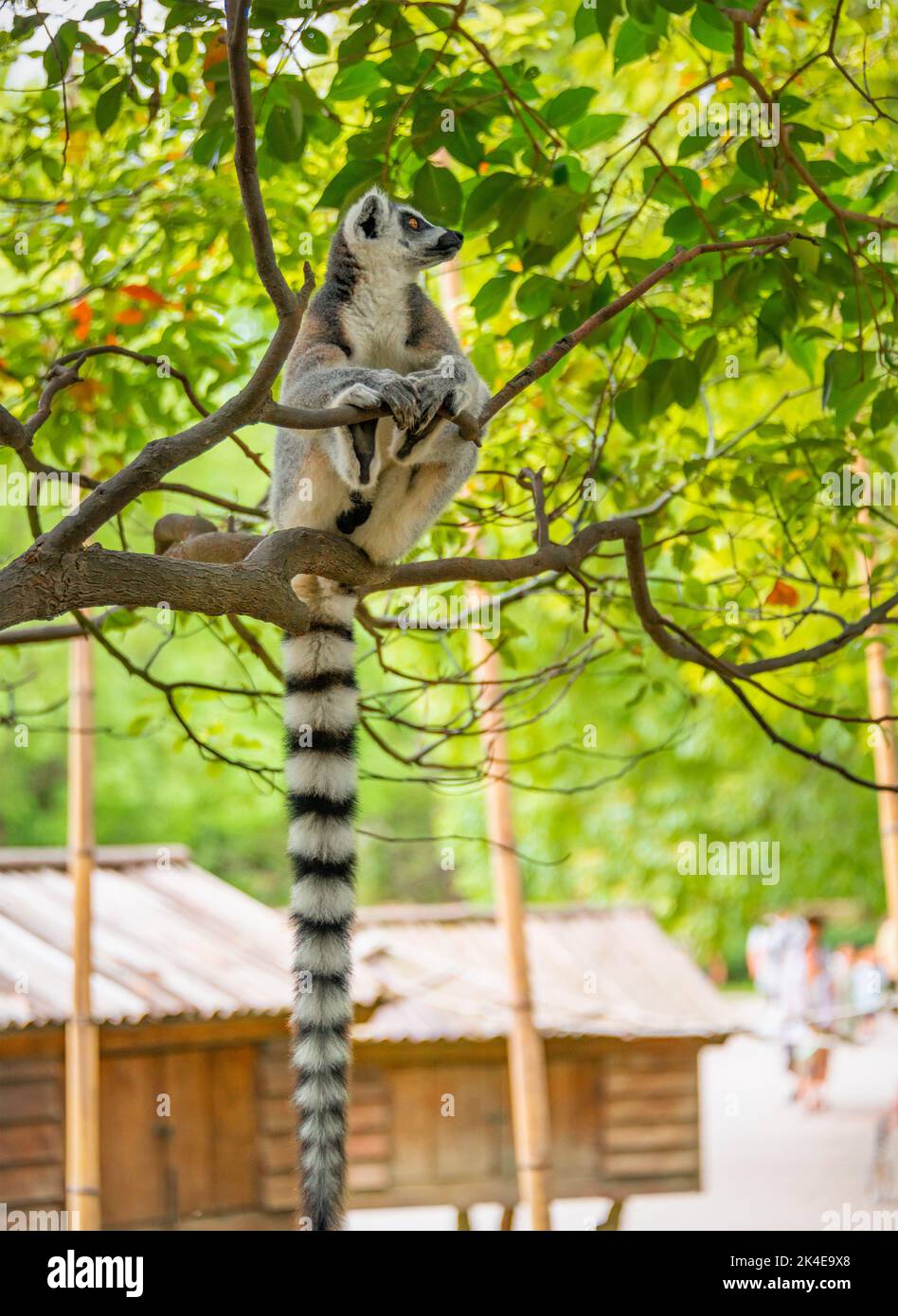 The clever ring -tailed fox monkey in the wild zoo Stock Photo - Alamy