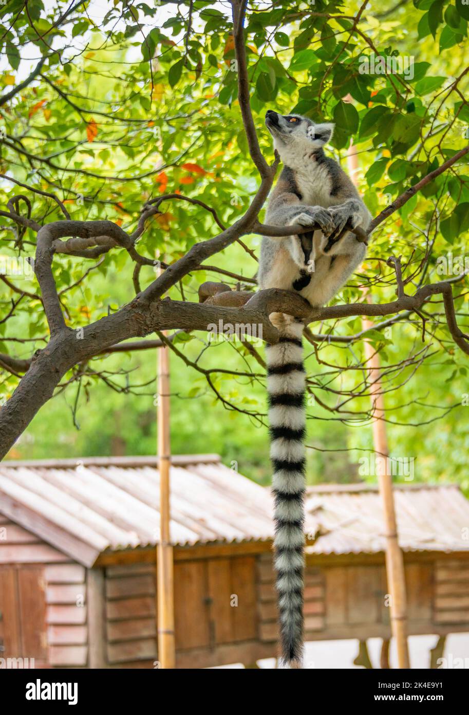 The clever ring -tailed fox monkey in the wild zoo Stock Photo - Alamy