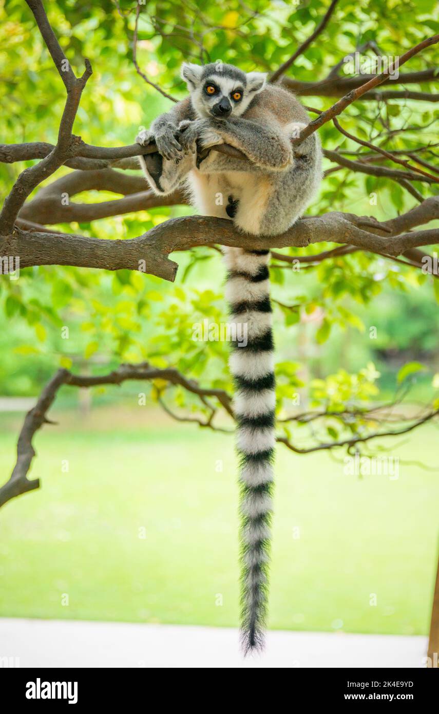 The clever ring -tailed fox monkey in the wild zoo Stock Photo - Alamy