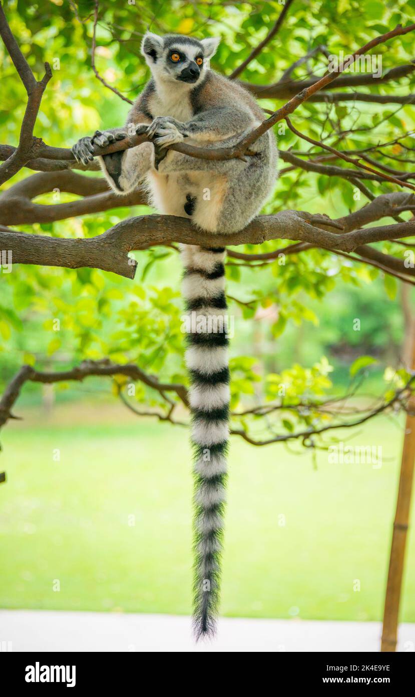 The clever ring -tailed fox monkey in the wild zoo Stock Photo - Alamy