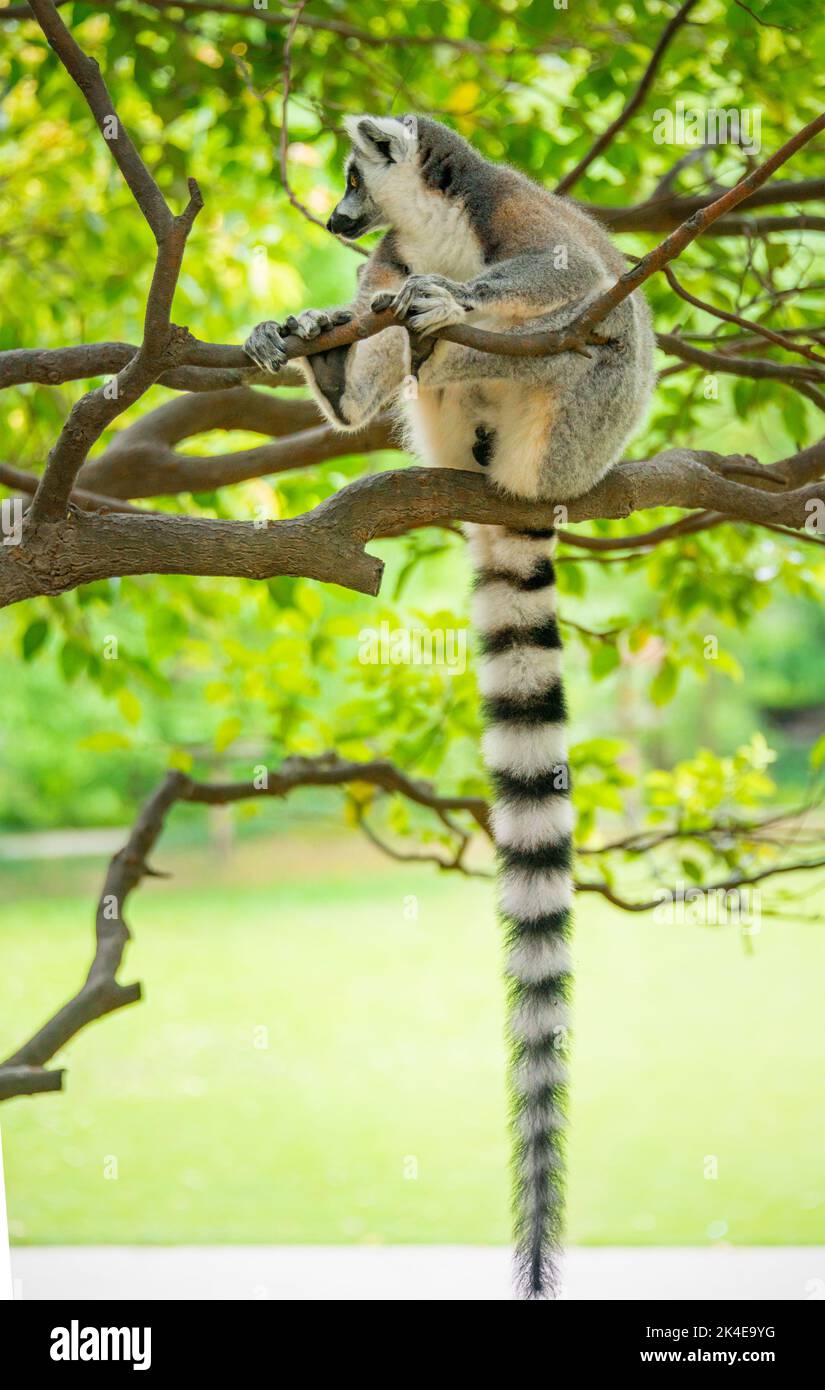 The clever ring -tailed fox monkey in the wild zoo Stock Photo - Alamy