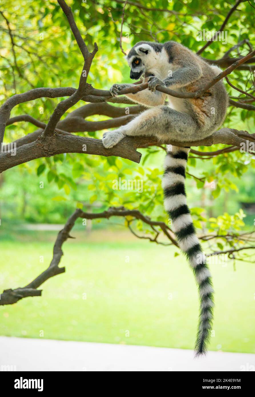 The clever ring -tailed fox monkey in the wild zoo Stock Photo - Alamy
