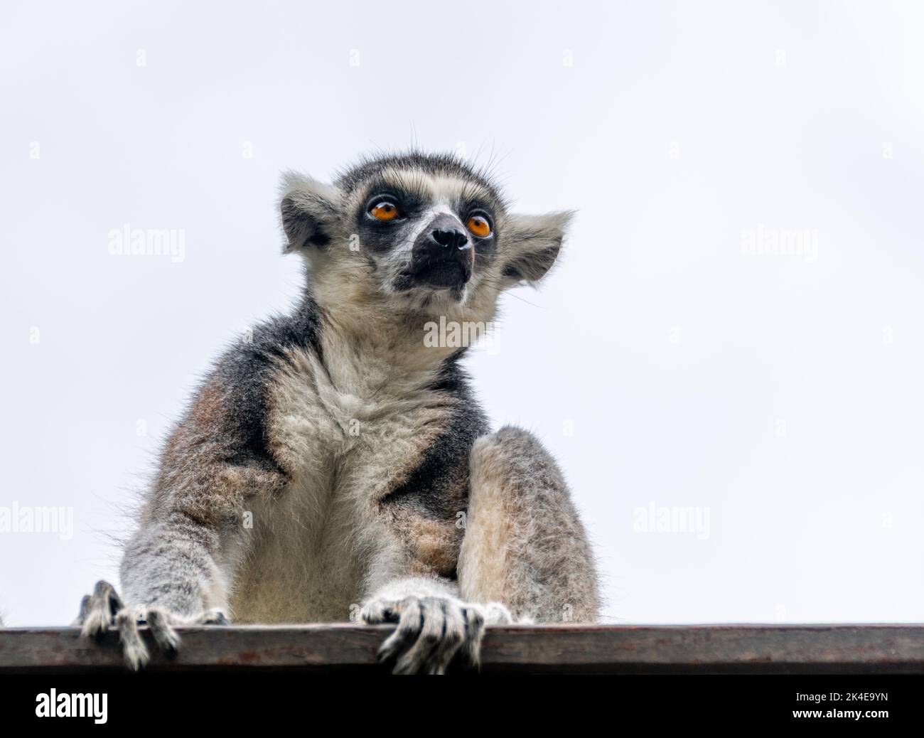 Fox tailed monkey hi-res stock photography and images - Alamy