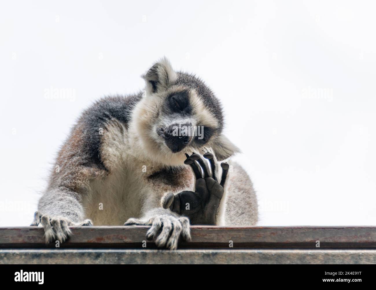 The clever ring -tailed fox monkey in the wild zoo Stock Photo - Alamy