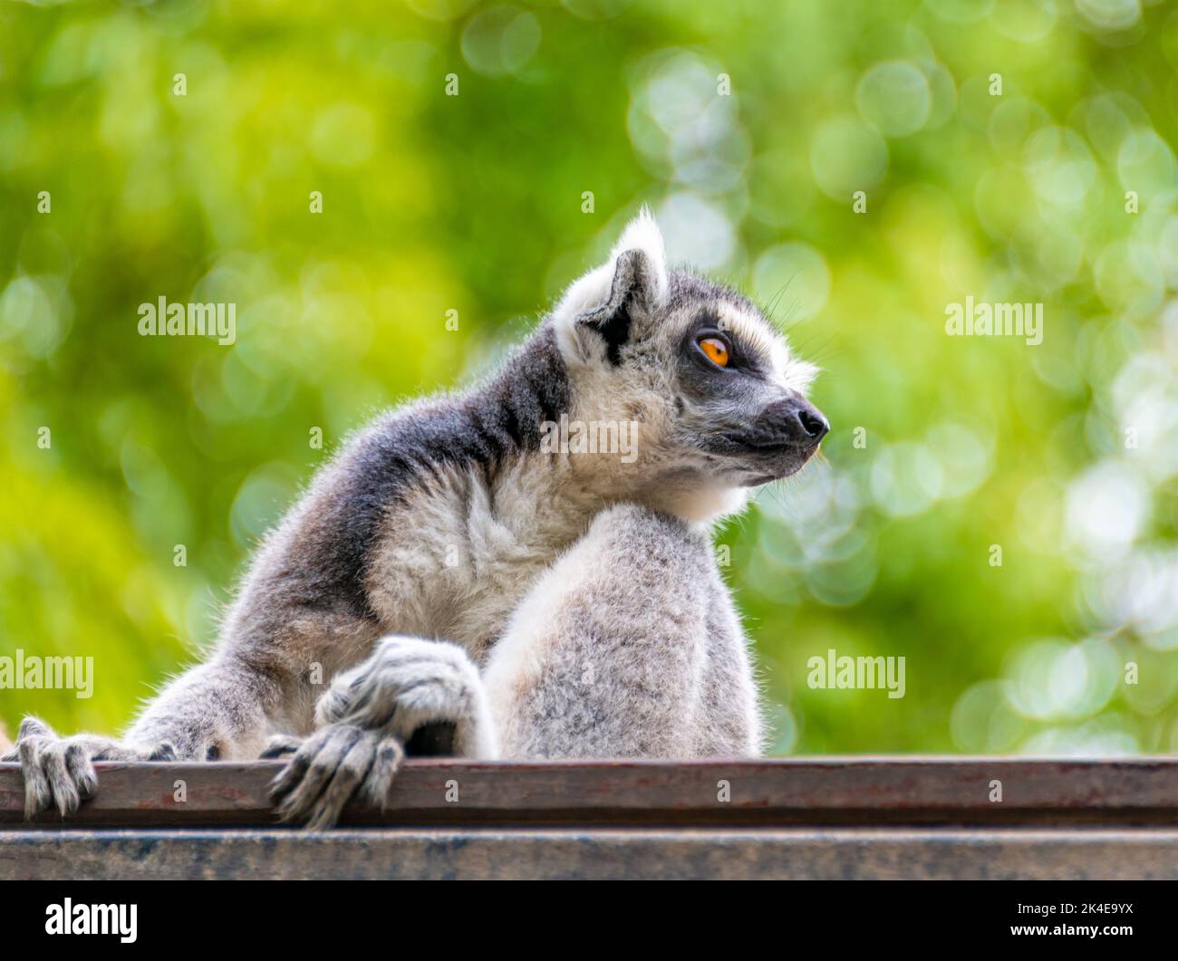 The clever ring -tailed fox monkey in the wild zoo Stock Photo - Alamy