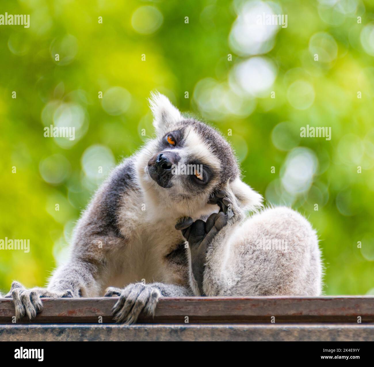 The clever ring -tailed fox monkey in the wild zoo Stock Photo - Alamy