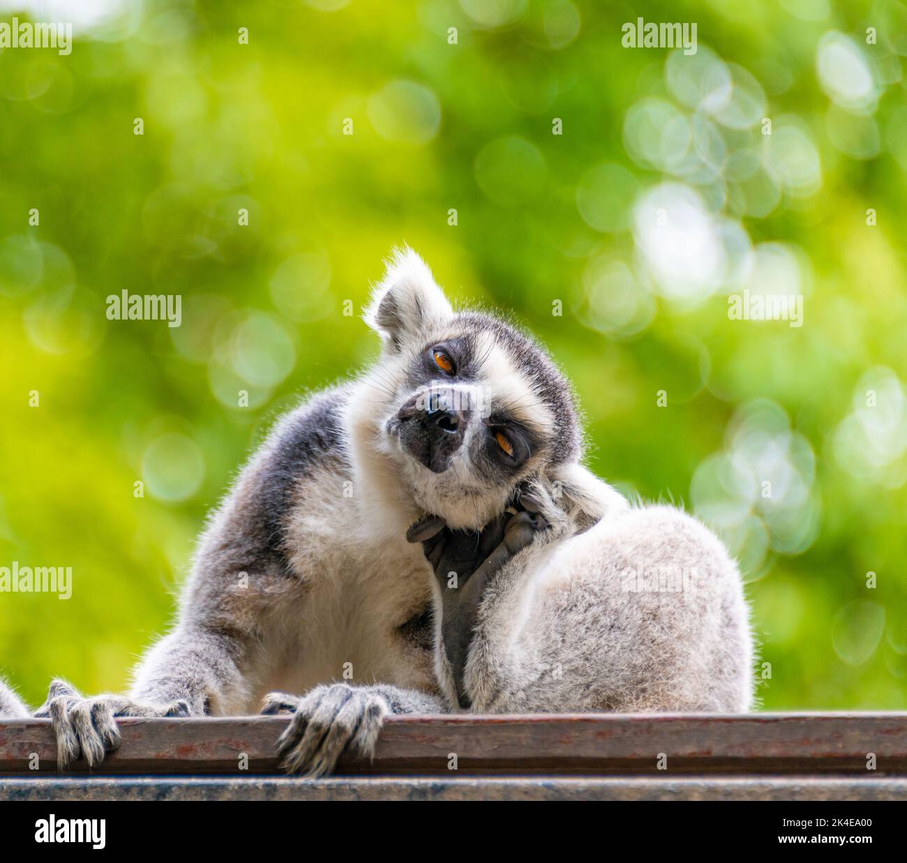 The clever ring -tailed fox monkey in the wild zoo Stock Photo - Alamy