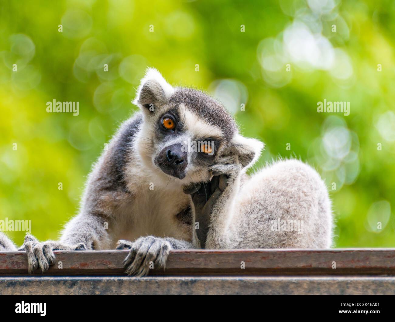 The clever ring -tailed fox monkey in the wild zoo Stock Photo - Alamy