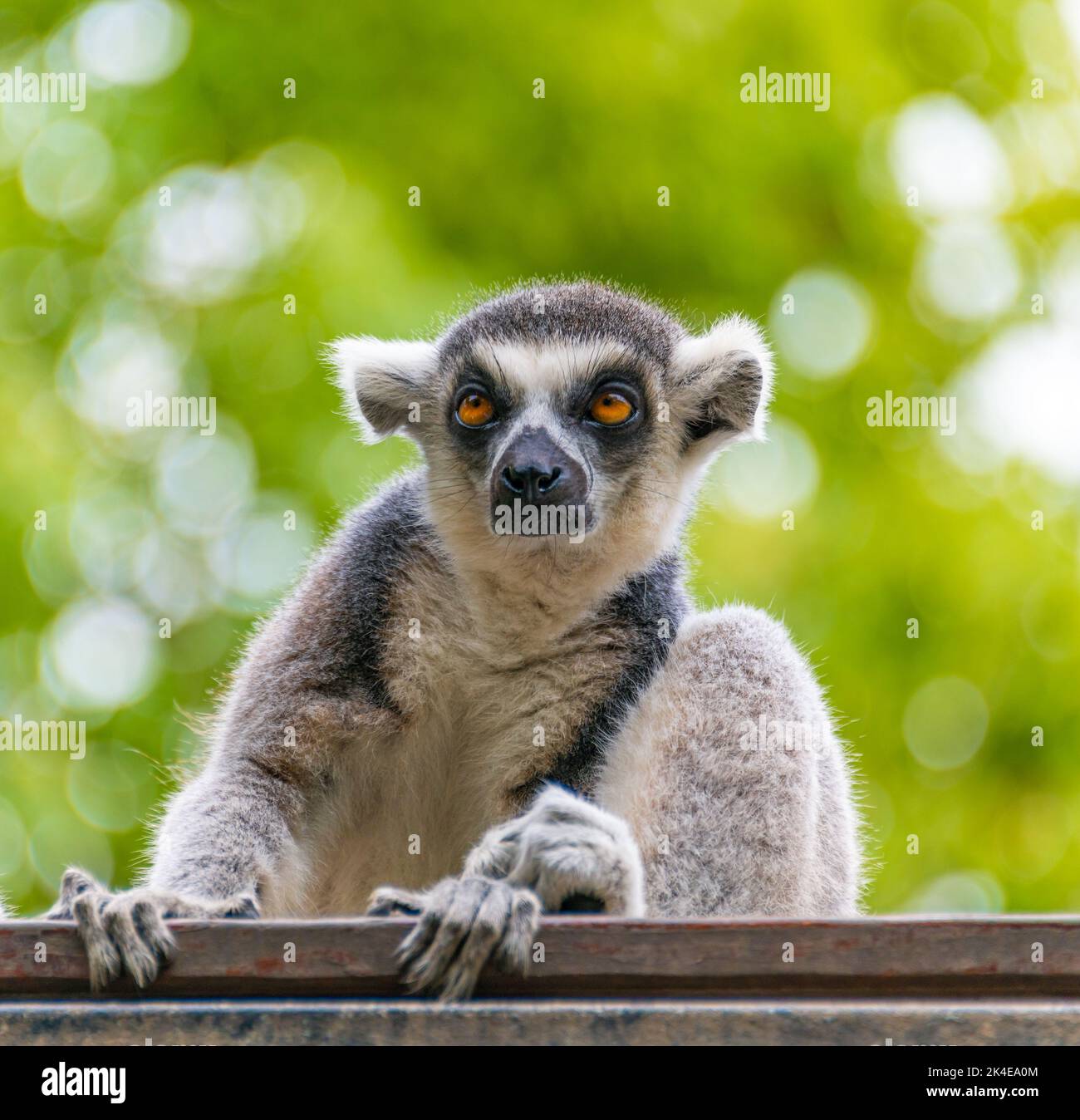 Fox tailed monkey hi-res stock photography and images - Alamy