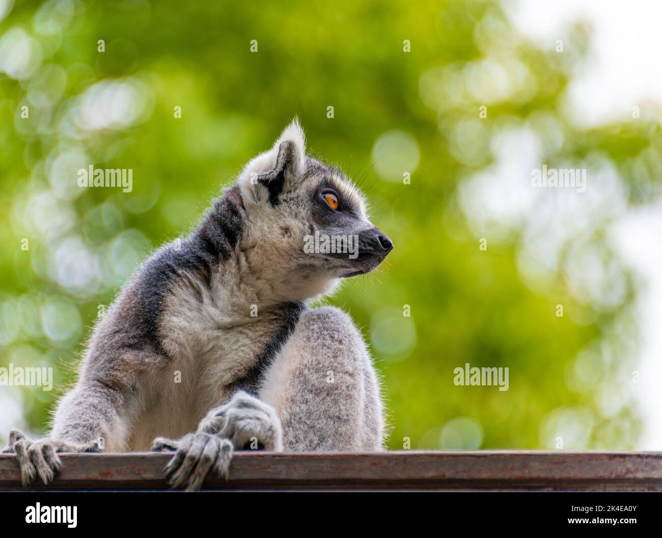 The clever ring -tailed fox monkey in the wild zoo Stock Photo - Alamy