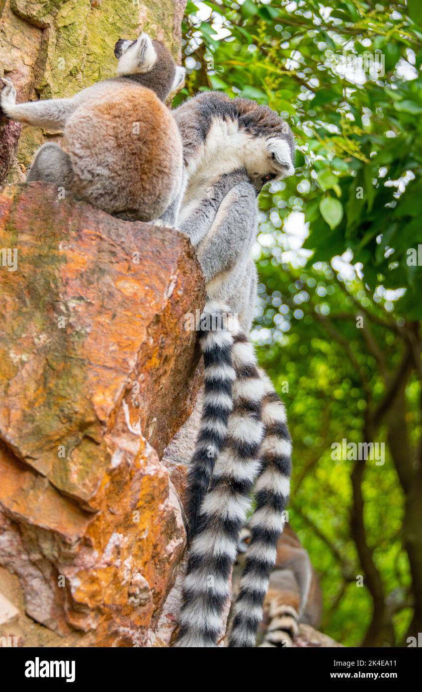 The clever ring -tailed fox monkey in the wild zoo Stock Photo - Alamy