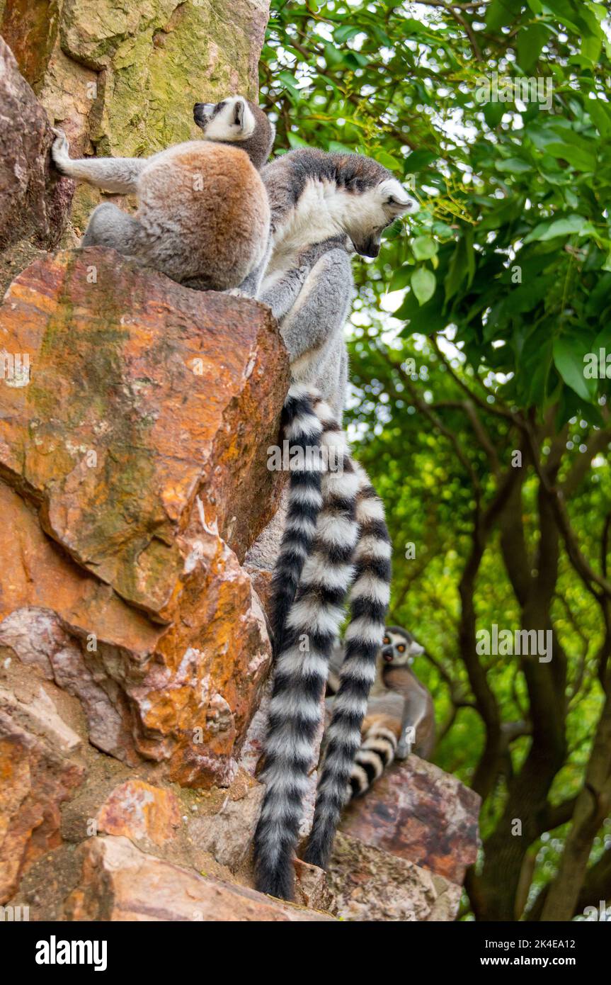 The clever ring -tailed fox monkey in the wild zoo Stock Photo - Alamy