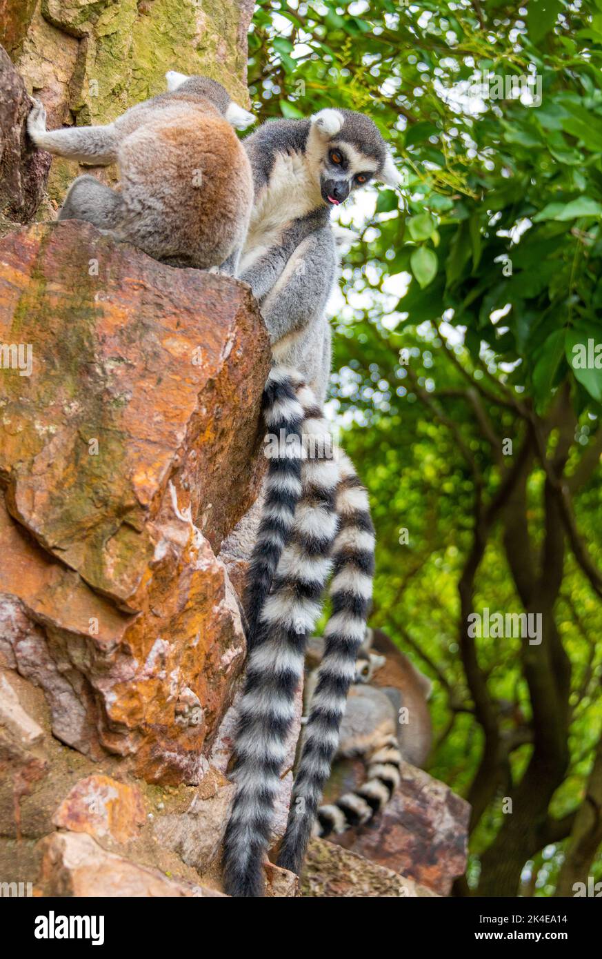 The clever ring -tailed fox monkey in the wild zoo Stock Photo - Alamy