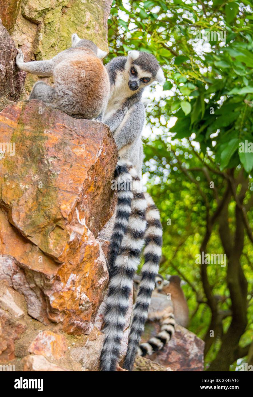 The clever ring -tailed fox monkey in the wild zoo Stock Photo - Alamy