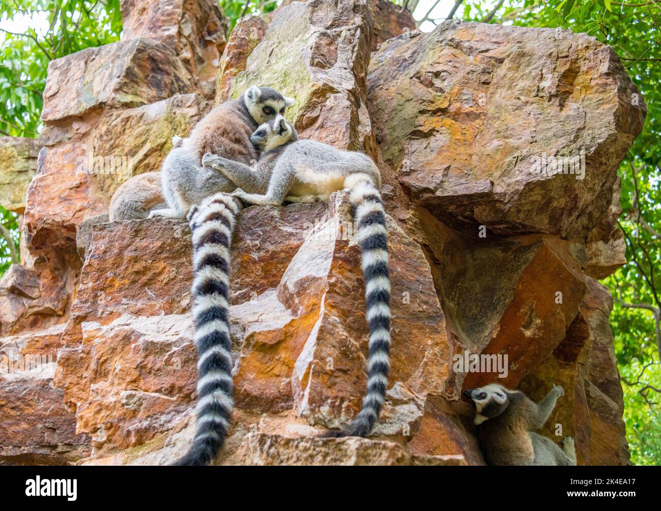 The clever ring -tailed fox monkey in the wild zoo Stock Photo - Alamy