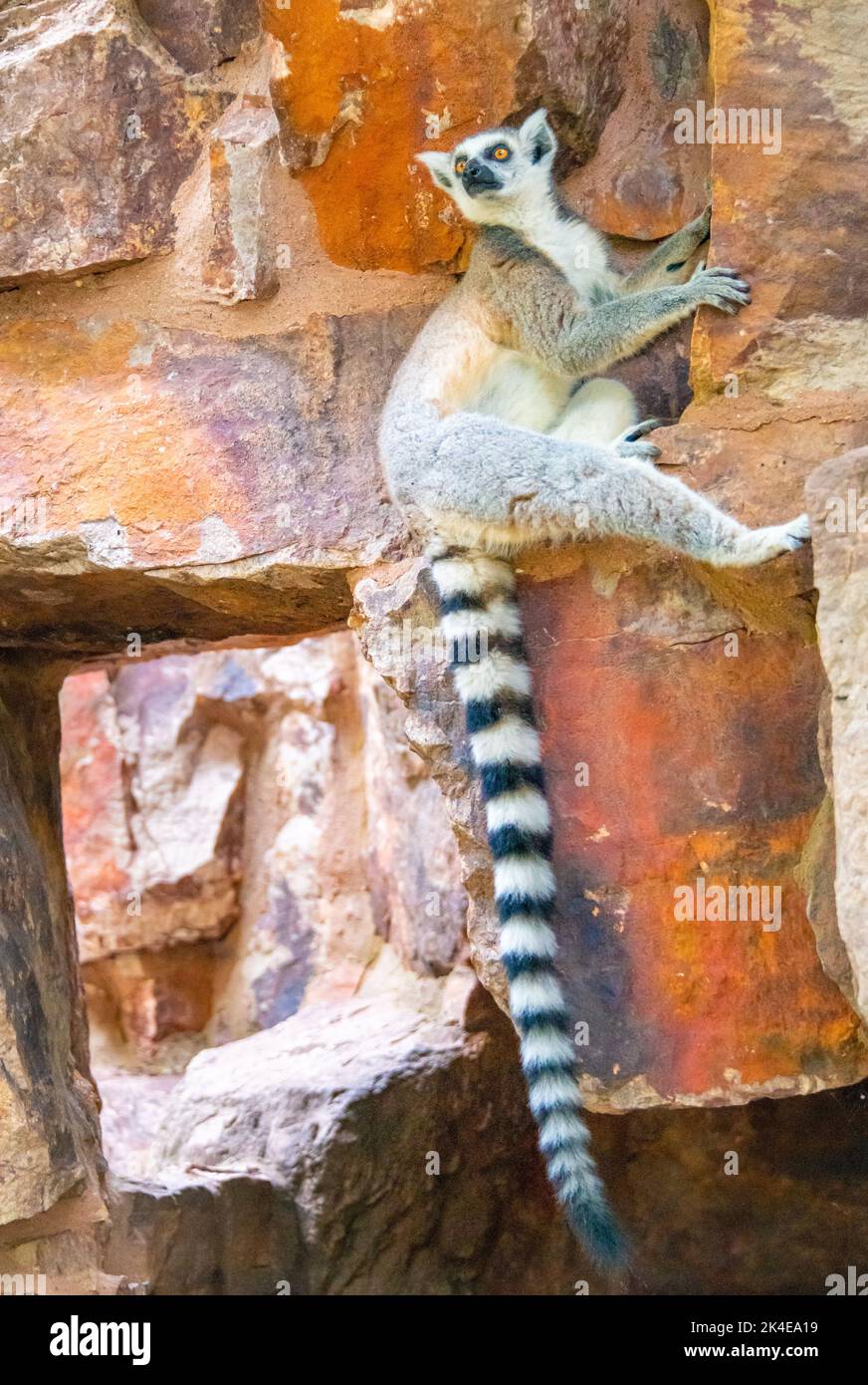 The clever ring -tailed fox monkey in the wild zoo Stock Photo - Alamy