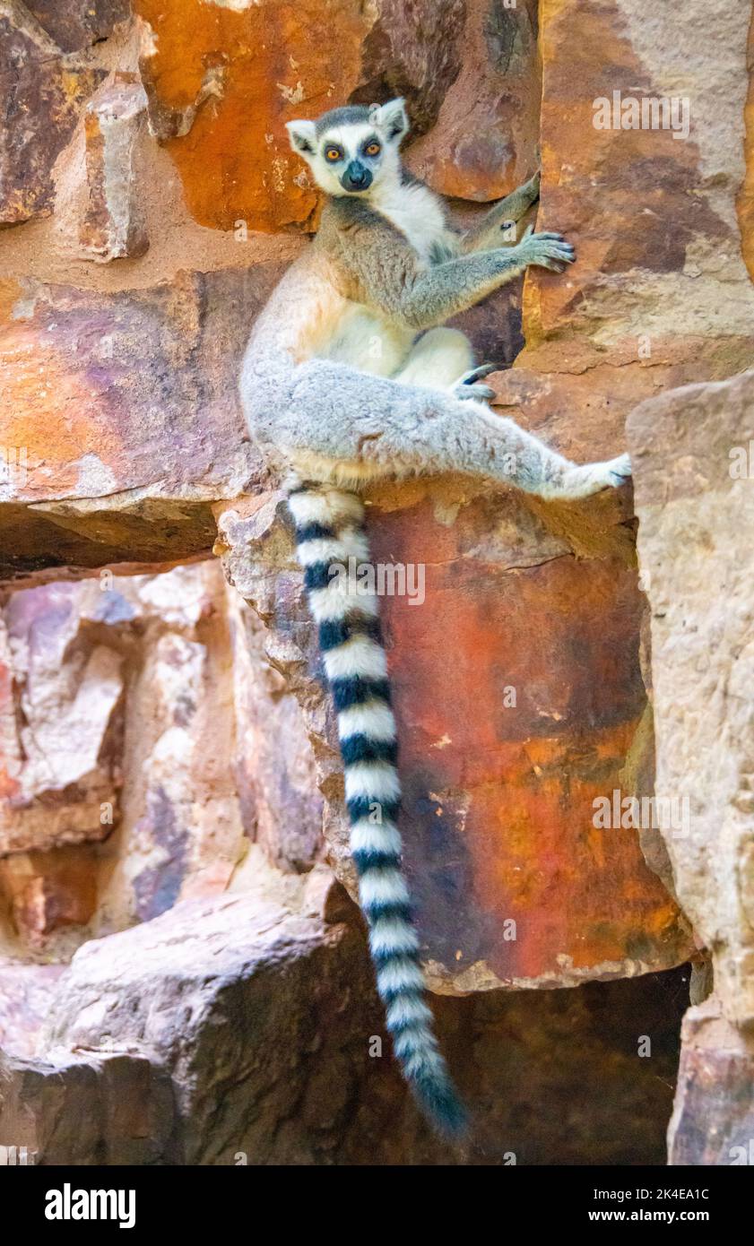 The clever ring -tailed fox monkey in the wild zoo Stock Photo - Alamy