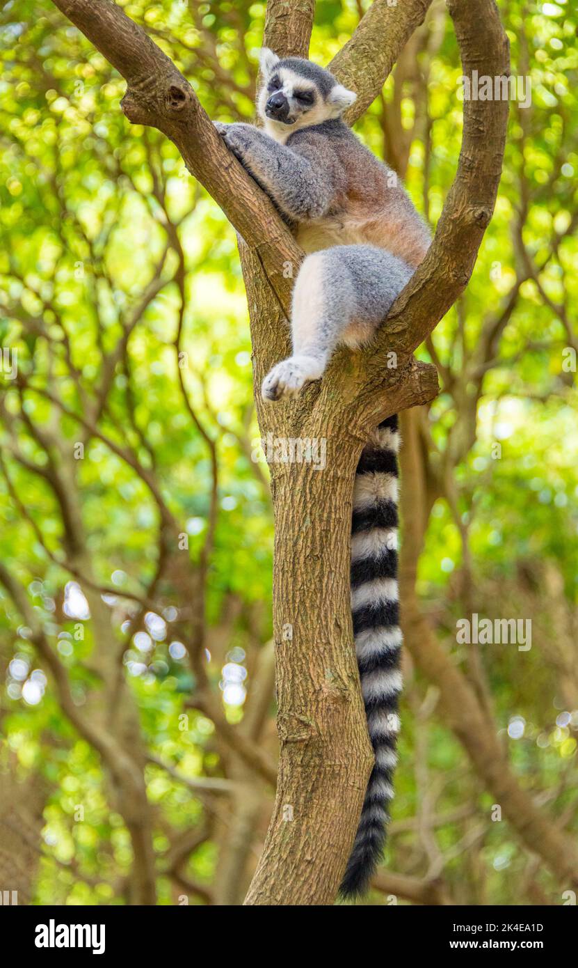 The clever ring -tailed fox monkey in the wild zoo Stock Photo - Alamy