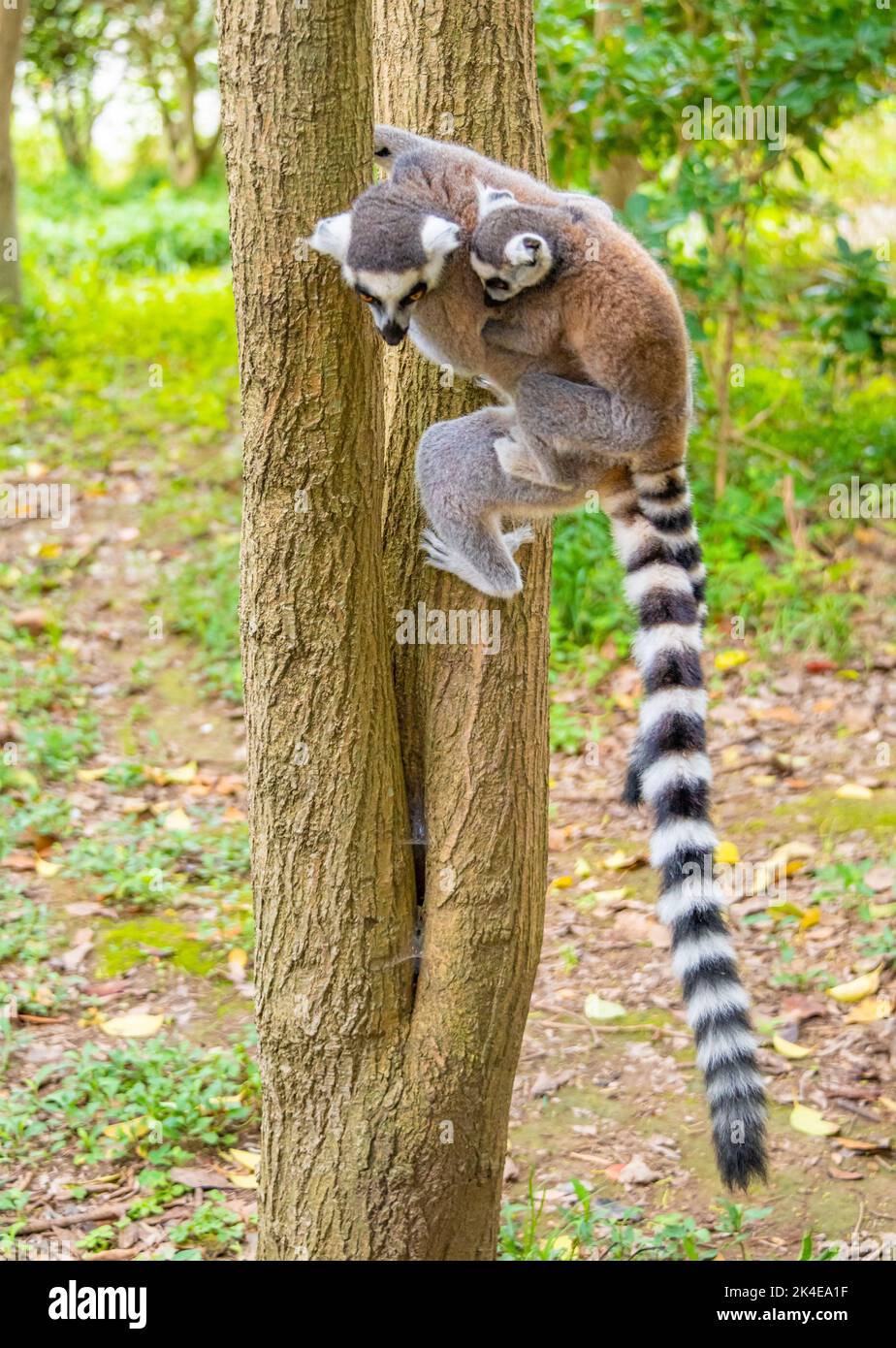 The clever ring -tailed fox monkey in the wild zoo Stock Photo - Alamy