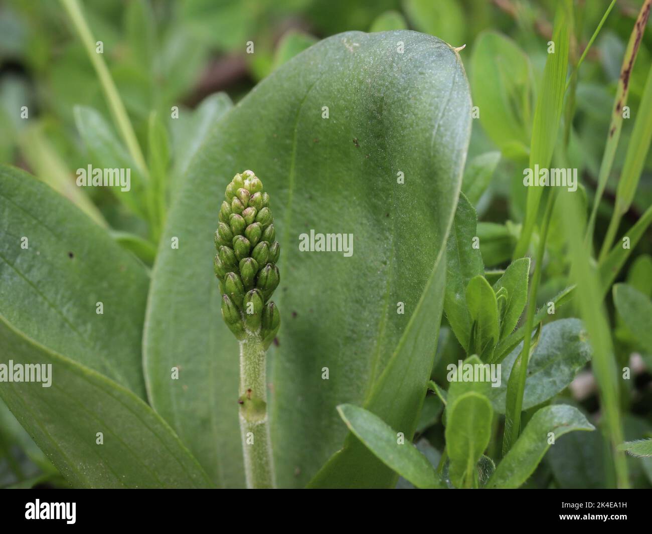 Common twayblade isolated hi-res stock photography and images - Alamy