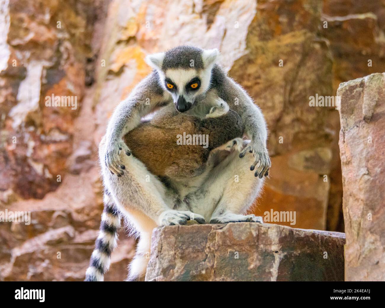 Fox tailed monkey hi-res stock photography and images - Alamy