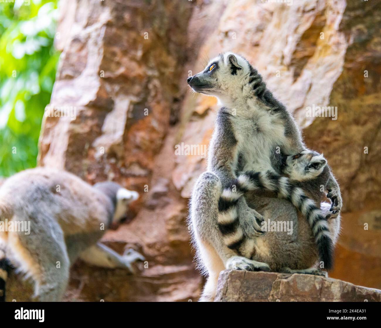 The clever ring -tailed fox monkey in the wild zoo Stock Photo - Alamy