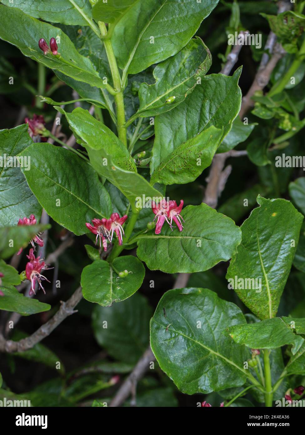 Red flowers of the alpine honeysuckle (latin name: Lonicera alpigena ...