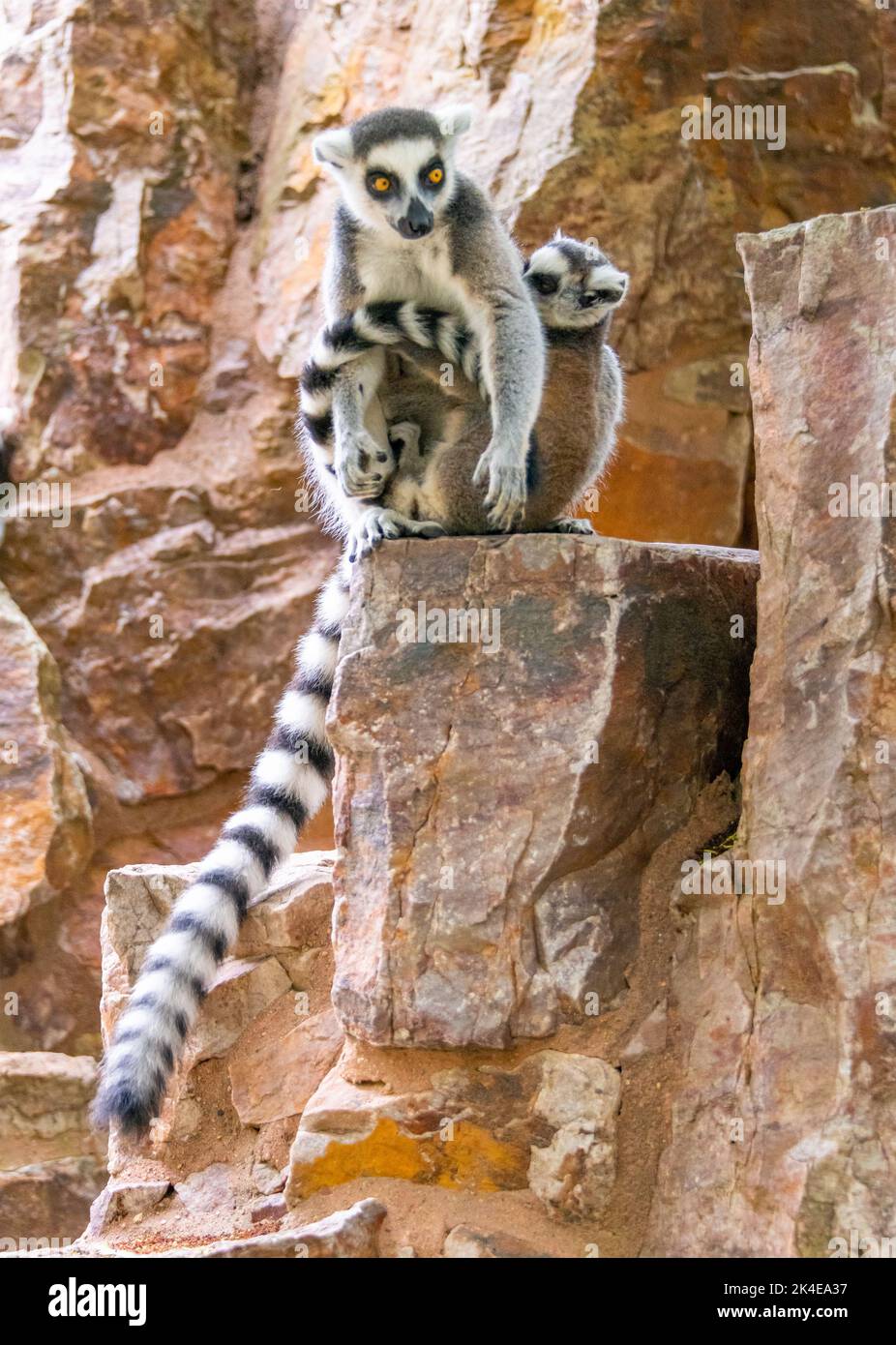 The clever ring -tailed fox monkey in the wild zoo Stock Photo - Alamy