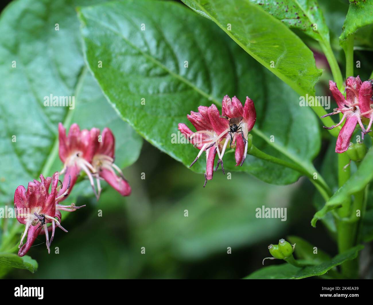 Red flowers of the alpine honeysuckle (latin name: Lonicera alpigena ...