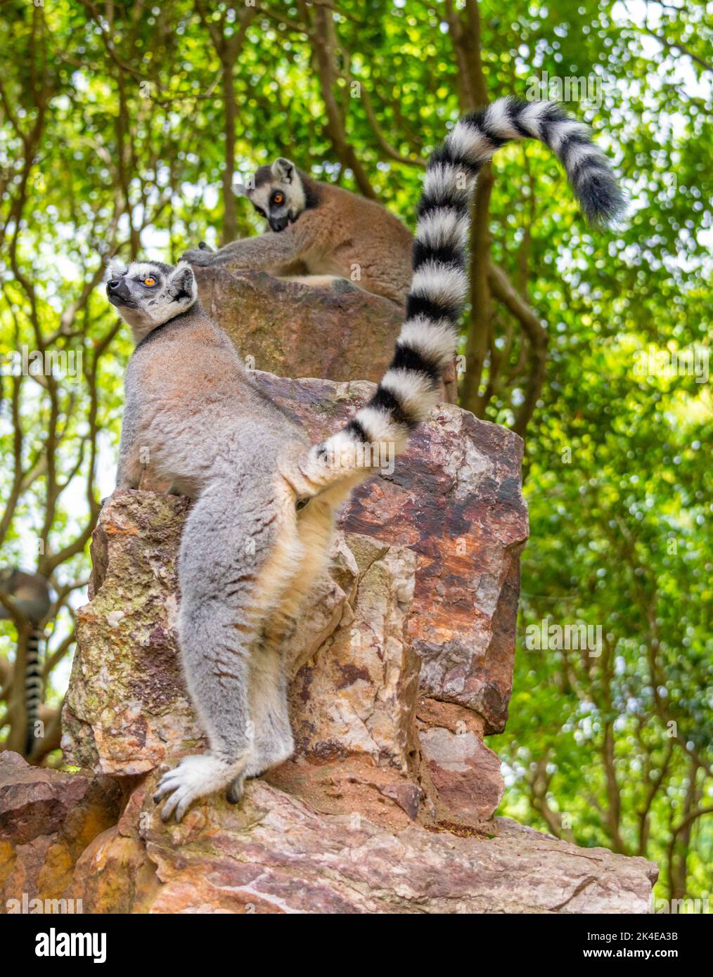 Fox tailed monkey hi-res stock photography and images - Alamy