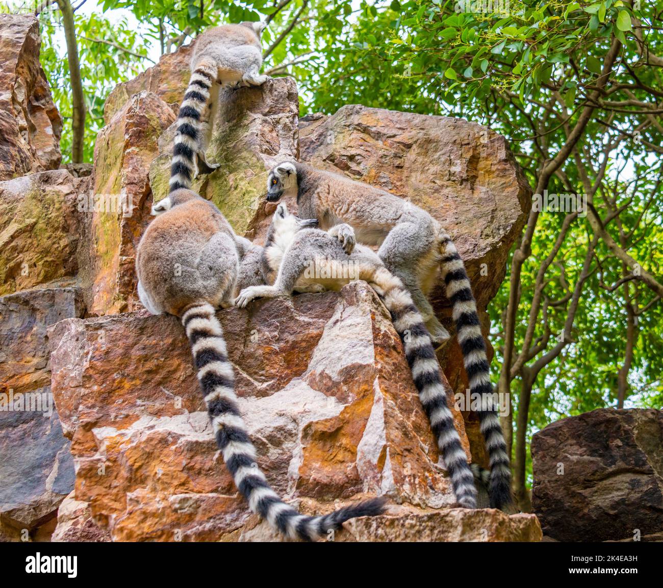 The clever ring -tailed fox monkey in the wild zoo Stock Photo - Alamy