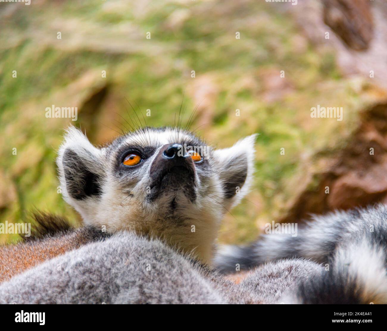 The clever ring -tailed fox monkey in the wild zoo Stock Photo - Alamy