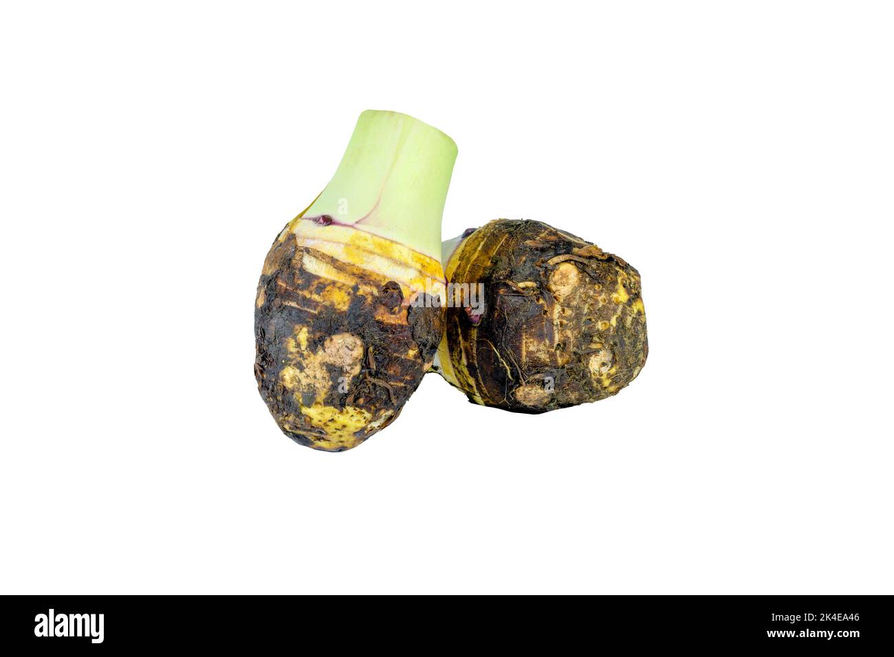 closeup nature taro roots isolated on white background Stock Photo - Alamy