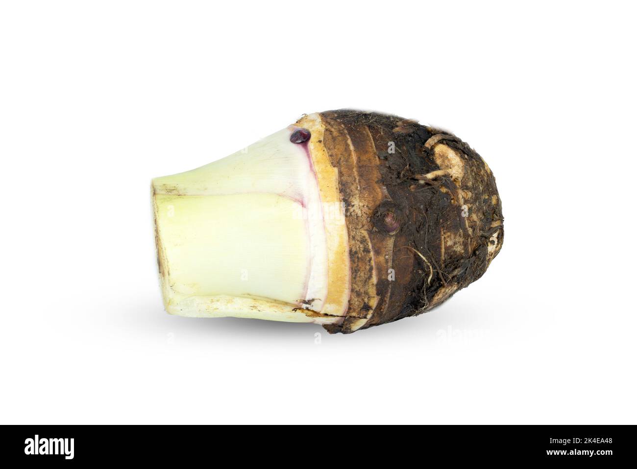 Fresh raw Taro isolated on white background, isolated on white ...