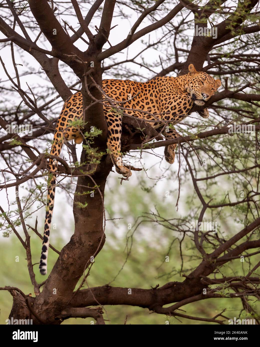wild male leopard or panther or panthera pardus fusca sleeping on tree ...