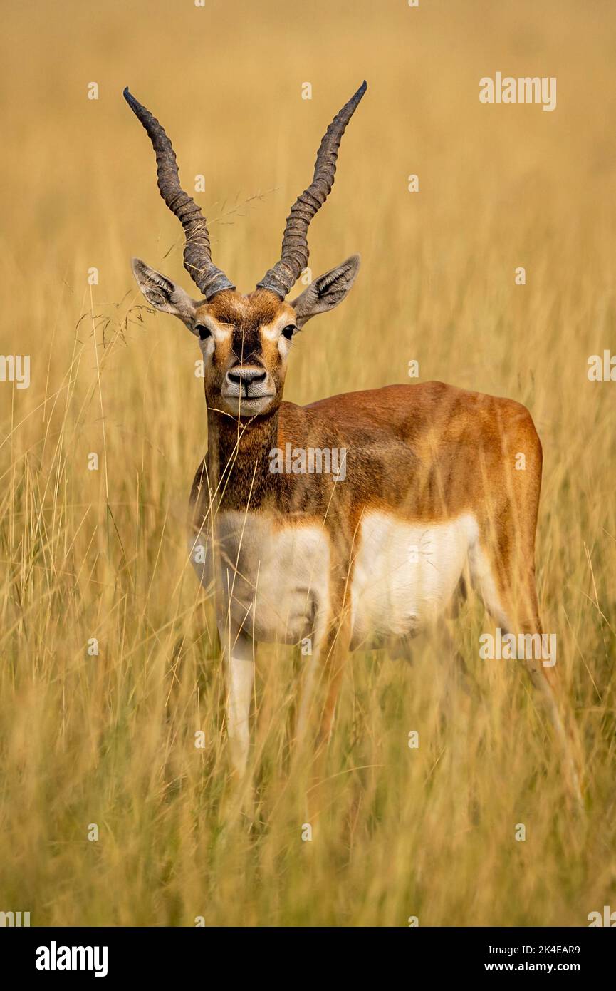 wild male blackbuck or antilope cervicapra or indian antelope head on ...