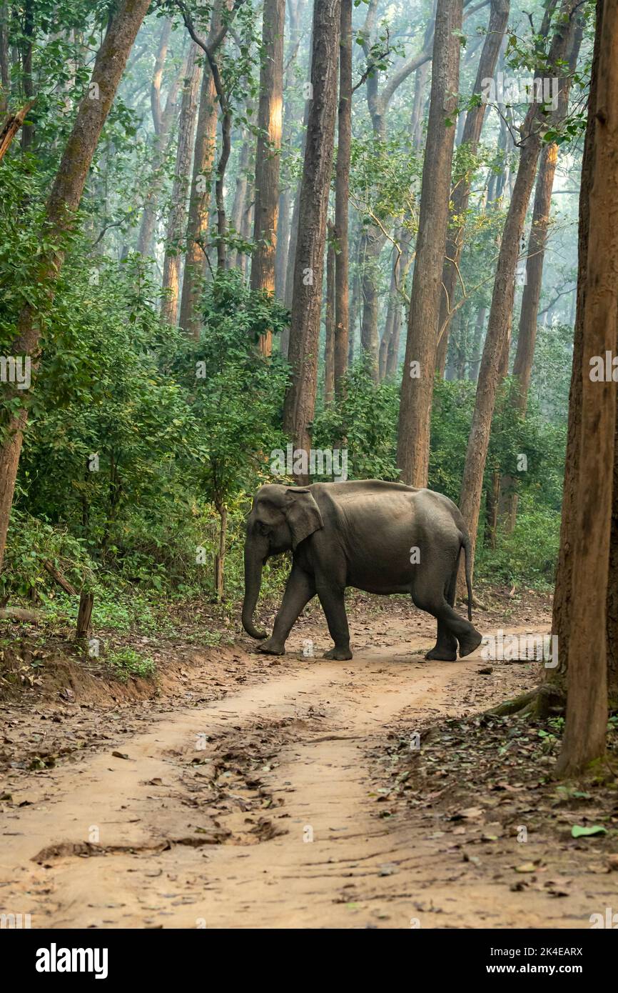 Rajaji national park in uttarakhand hi-res stock photography and images ...