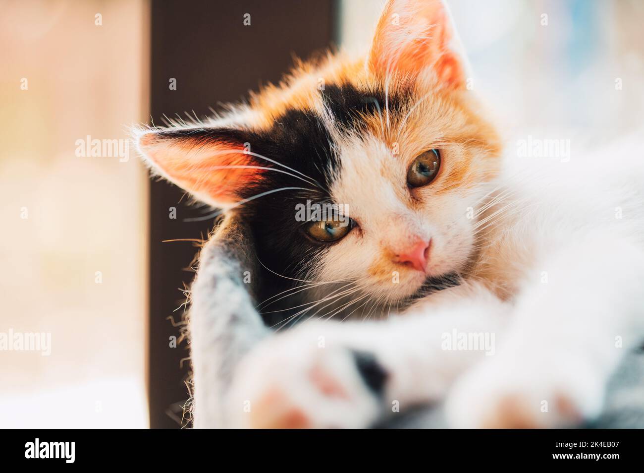 Small cat relaxes and sleeps in his bed Stock Photo - Alamy