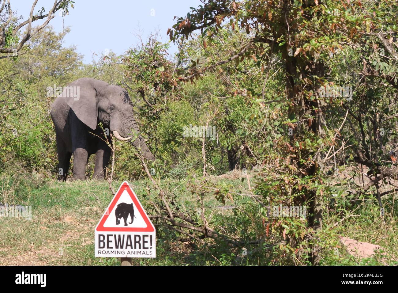 ELEPHANT IN FRONT OF BEWARE OF ELEPHANT SIGNS Stock Photo - Alamy