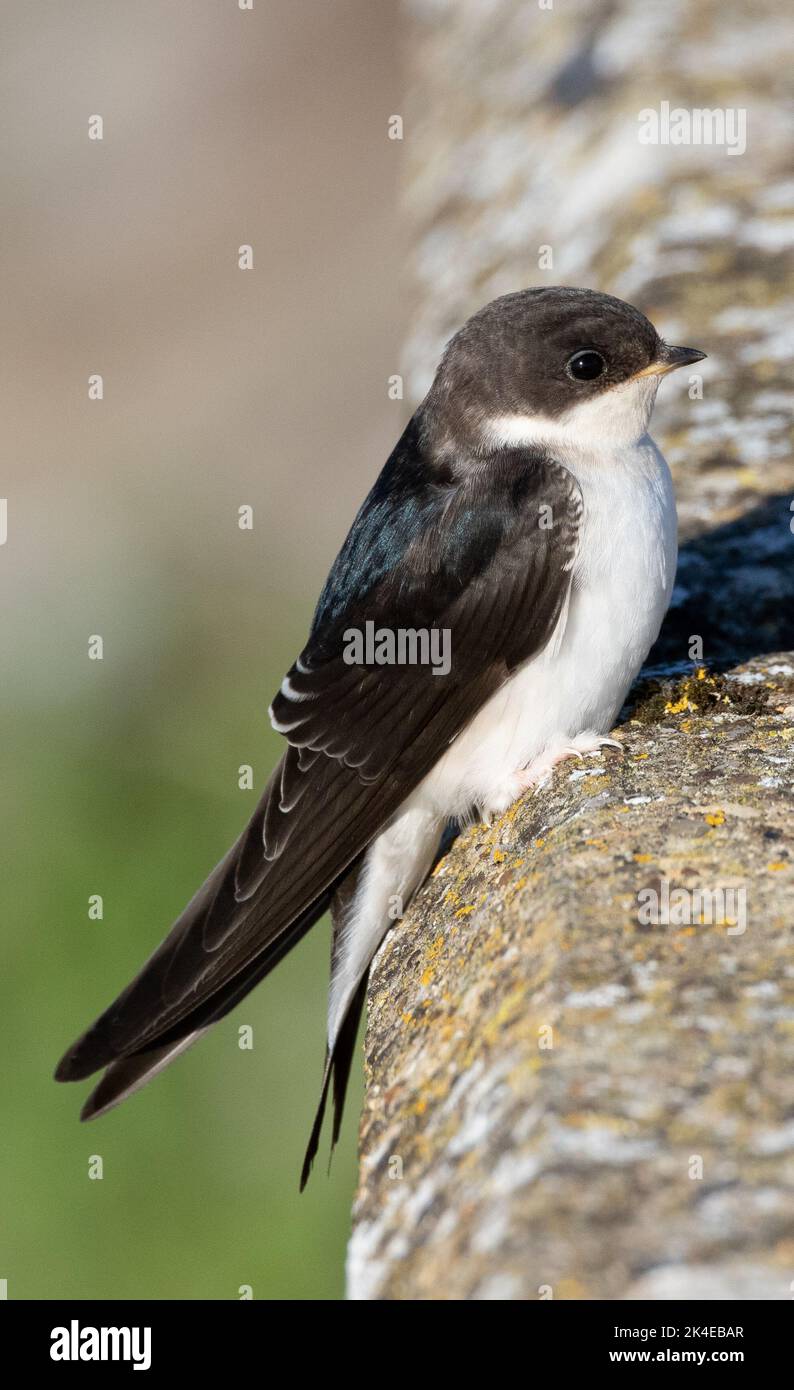 Resting house martin hi-res stock photography and images - Alamy