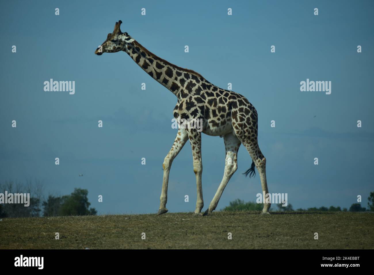 A wild spotted giraffe walking on a rural field Stock Photo - Alamy