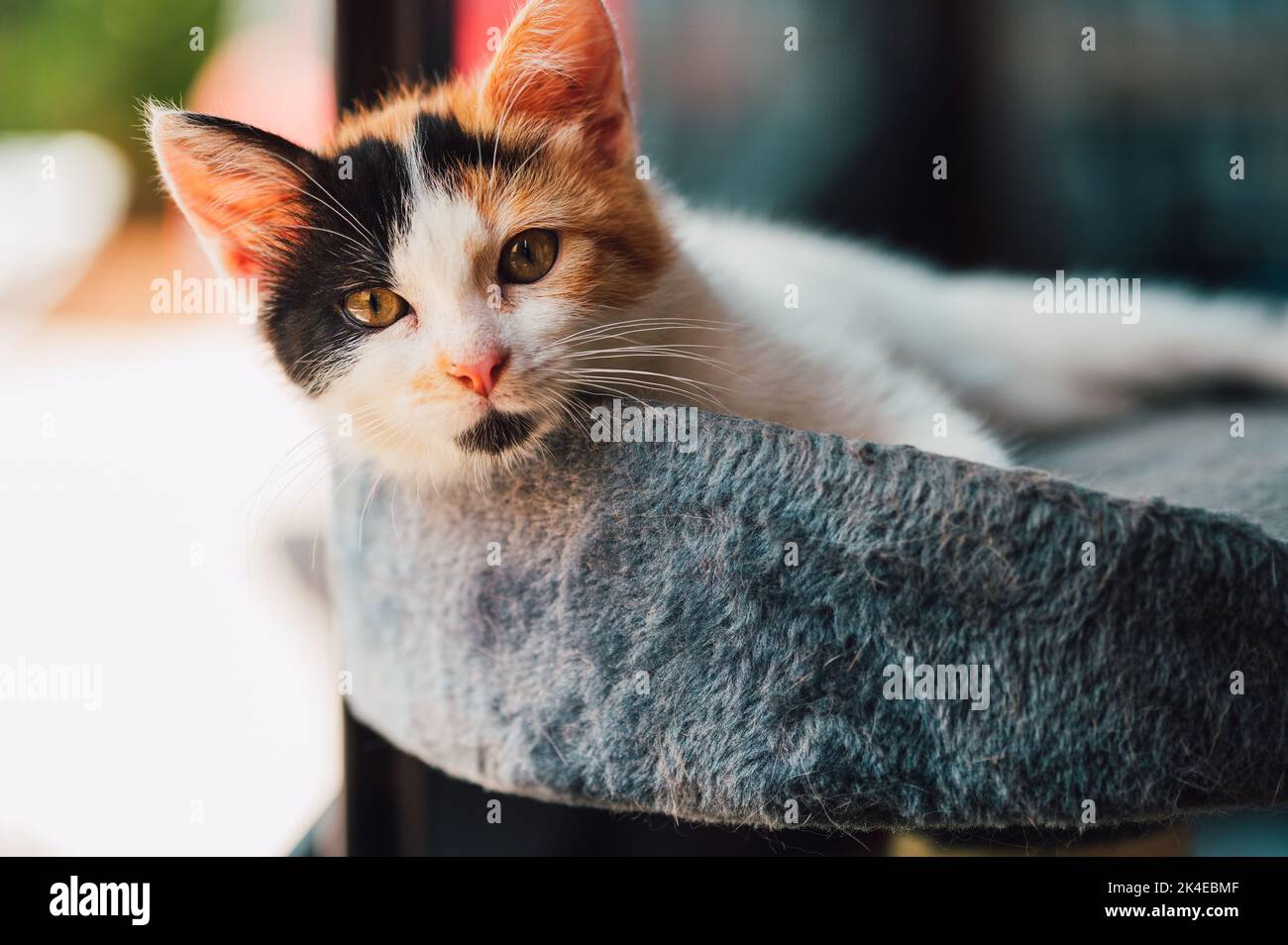 Small cat relaxes and sleeps in his bed Stock Photo - Alamy