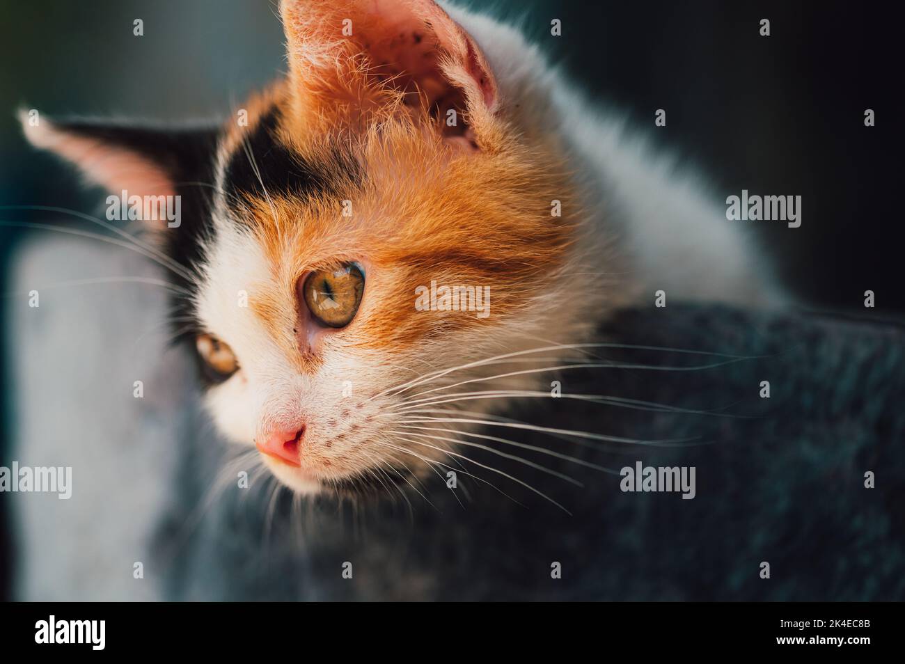 Small cat relaxes and sleeps in his bed Stock Photo - Alamy
